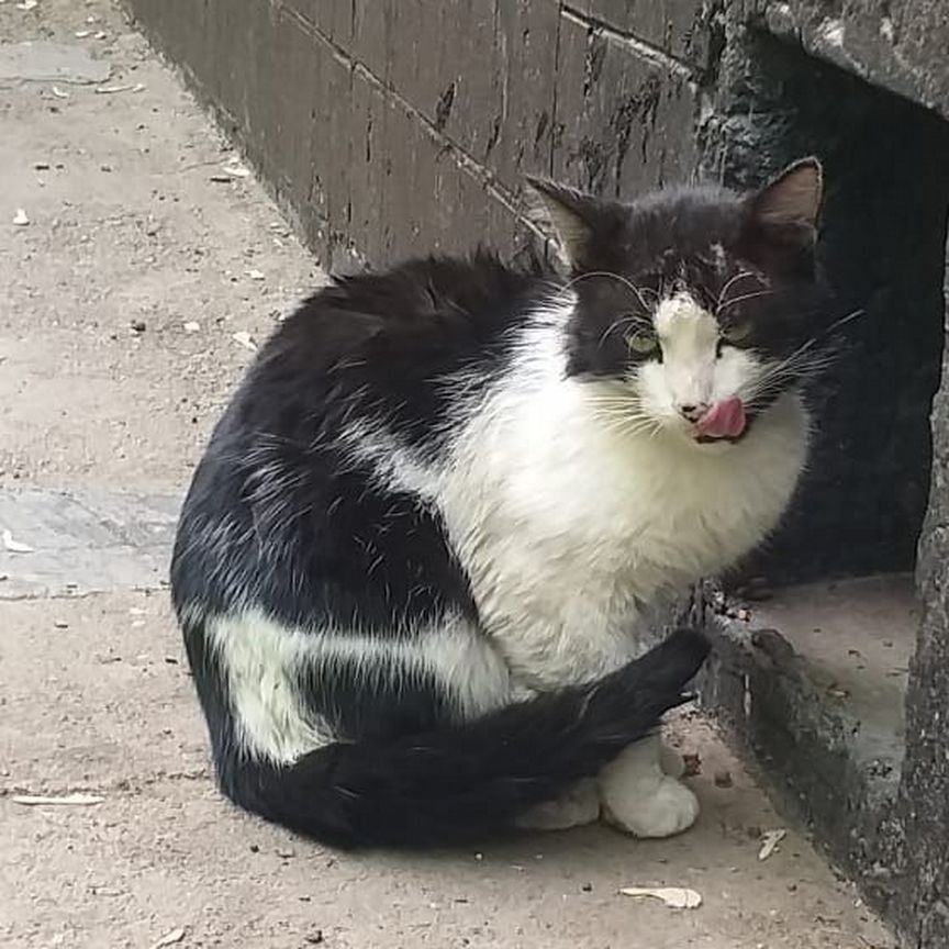 Котик в беде