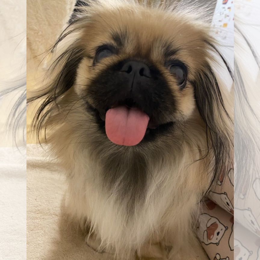 Пекинес, взрослая собака