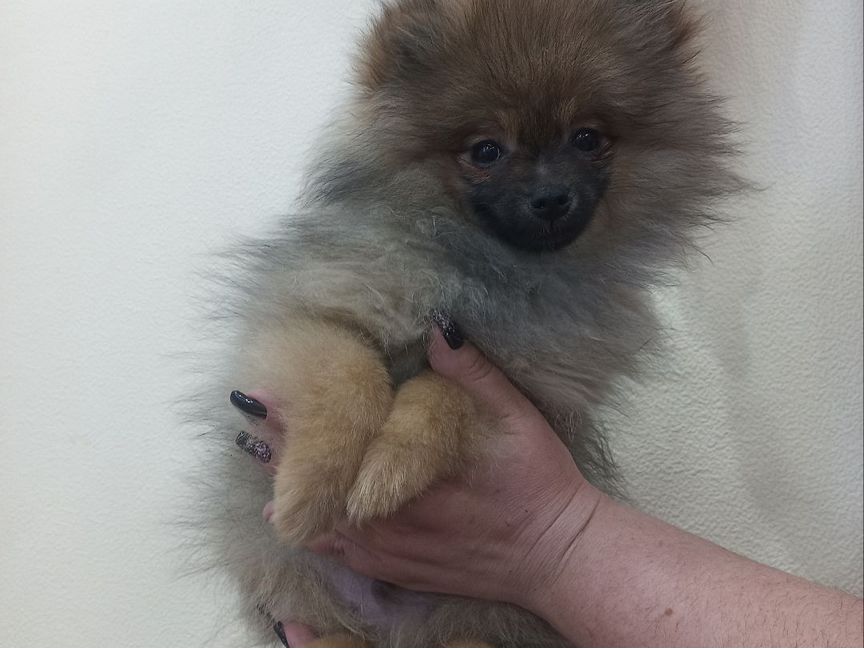 Шпиц мальчик