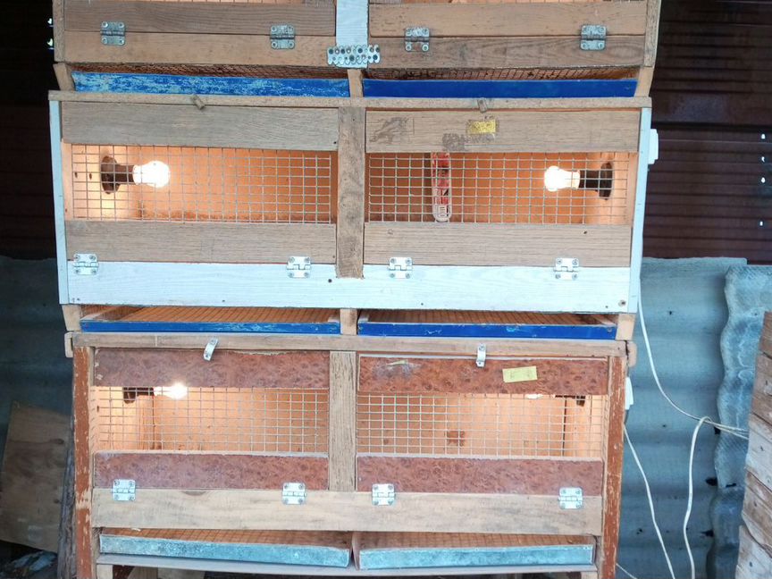 Брудер для цыплят бу