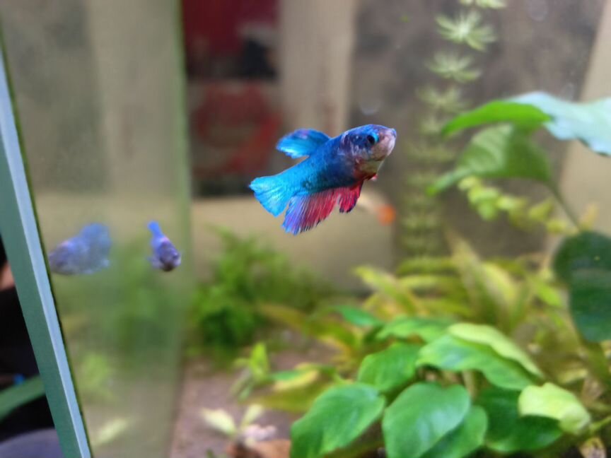 Рыбка петушок самка