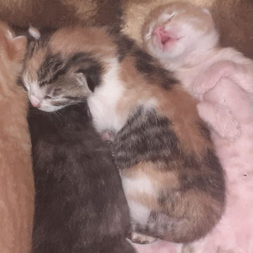Коты и кошки в добрые руки