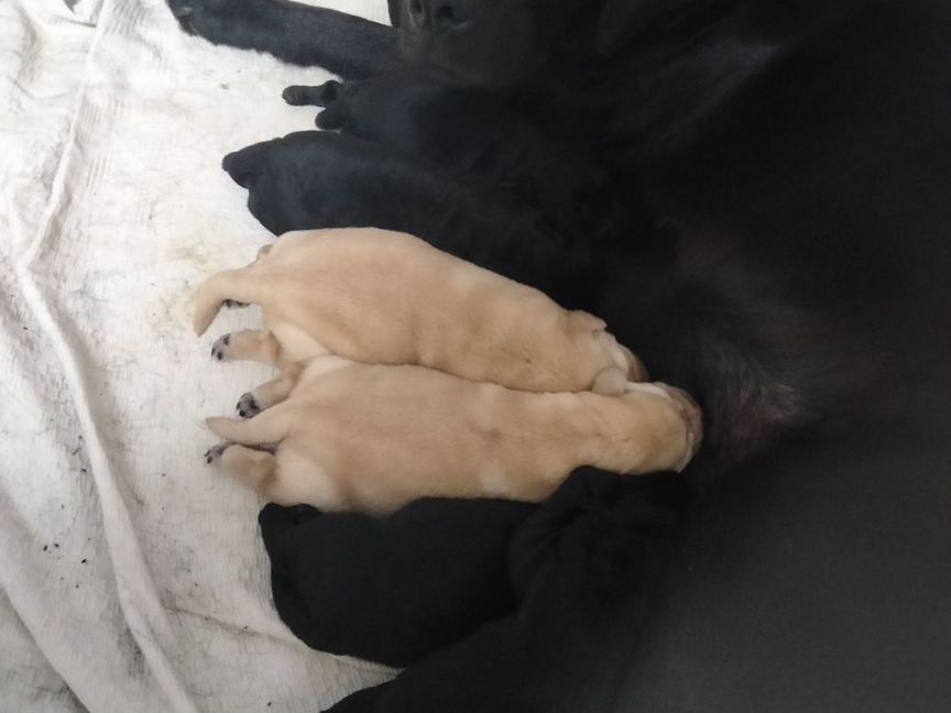 Продажа щенков