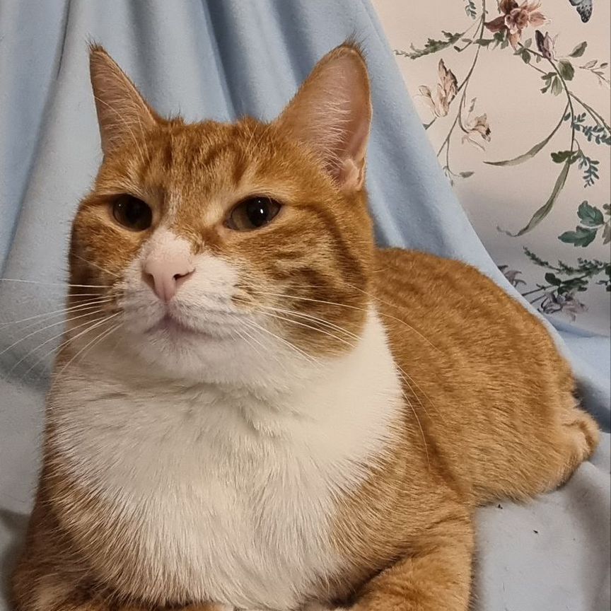 Рыжая кошечка