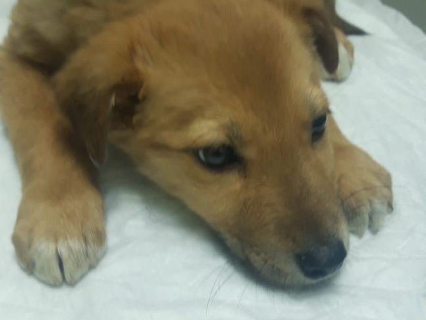 Спасите жизнь щенку