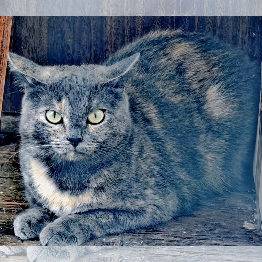 Британская короткошёрстная, взрослая кошка