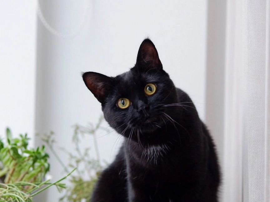 Кот брутал