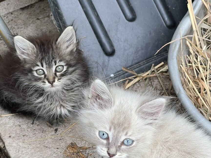 Котята в добрые руки