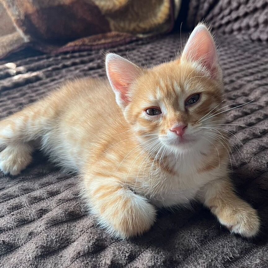Котёнок в добрые руки