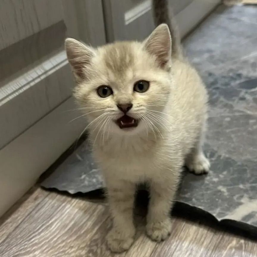 Шотландский прямоухий короткошёрстный котёнок
