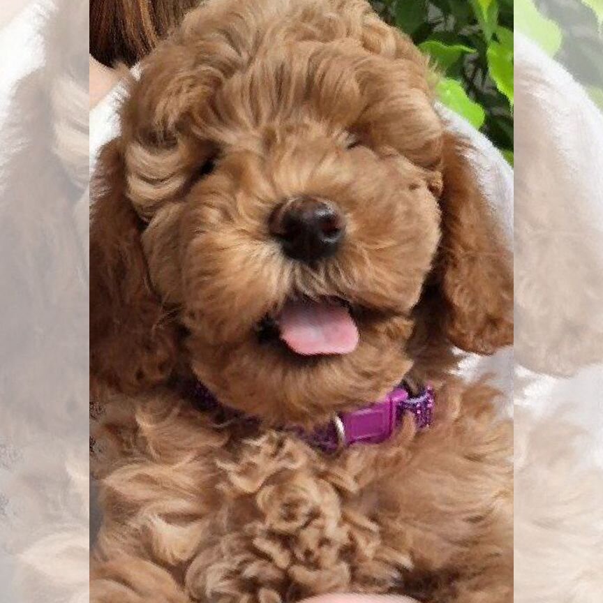 Щенки той пуделя