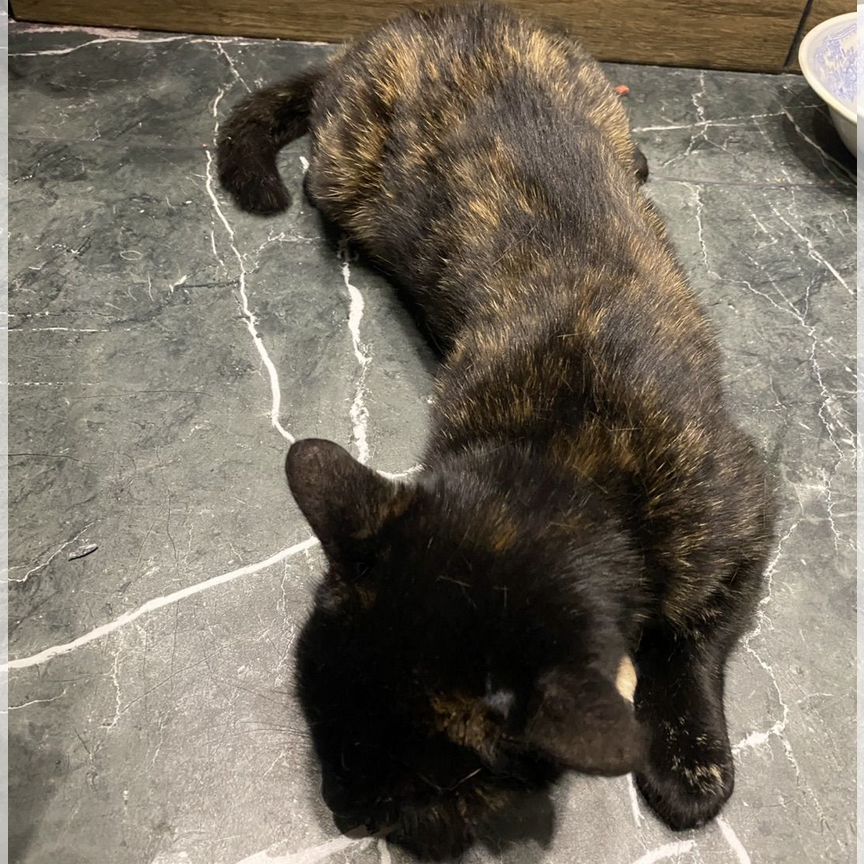 Взрослая кошка в добрые руки