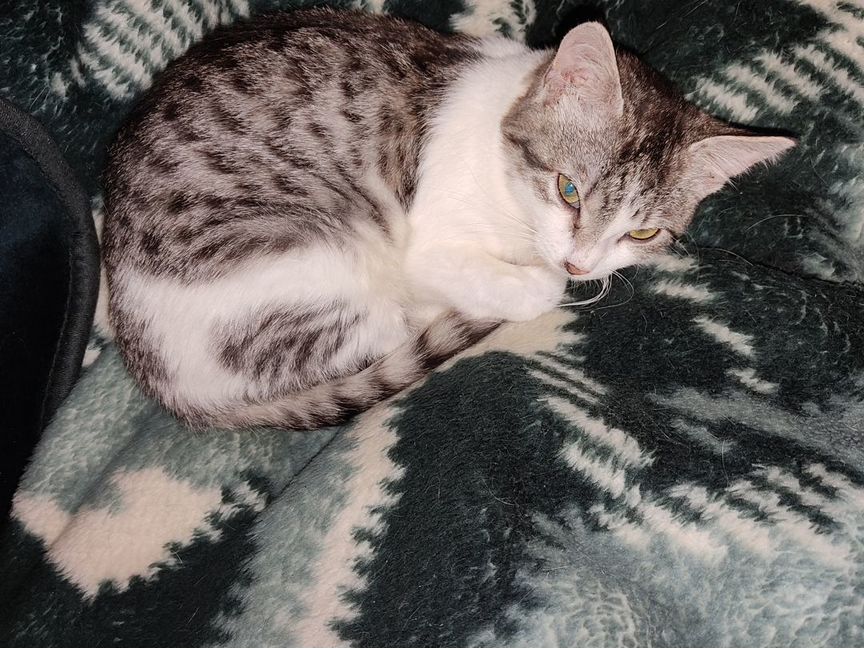 Котенок