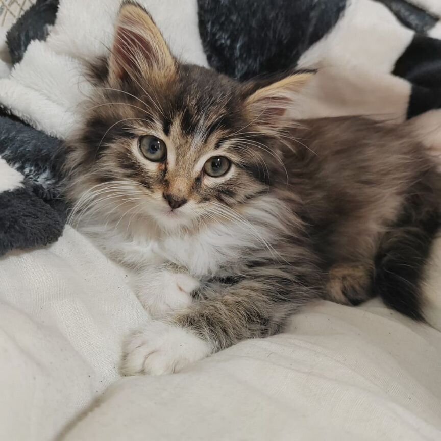 Пристраиваю котейку