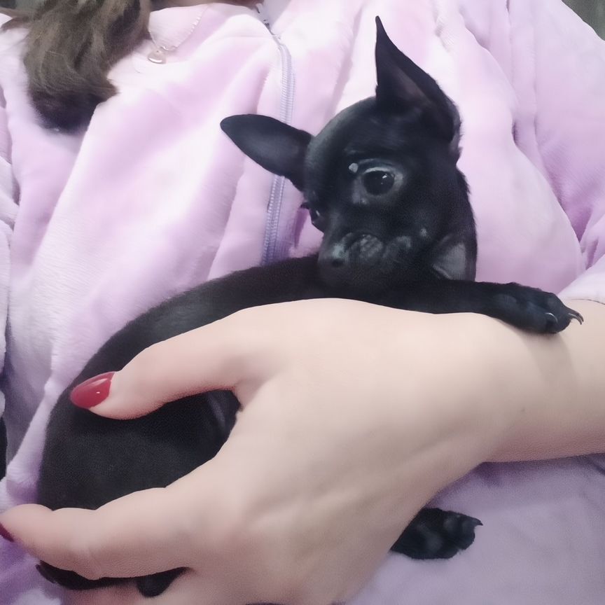 Русский той-терьер, щенок