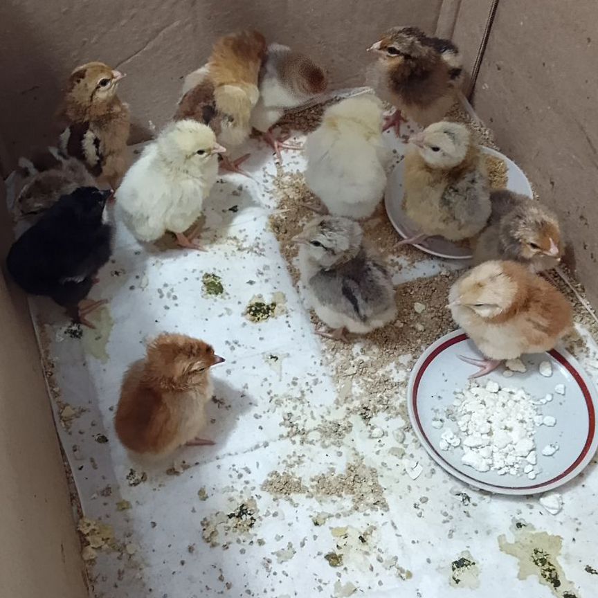 Цыплята суточные доминанты