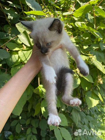 Котик тайский мальчик