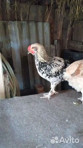 Куры петухи