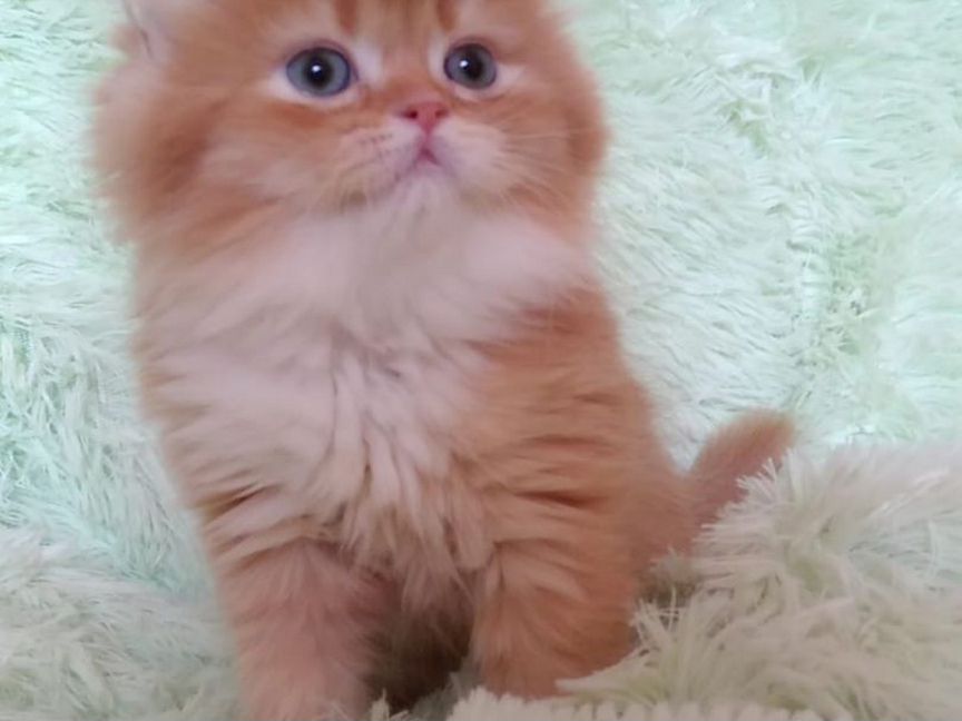 Британские котята