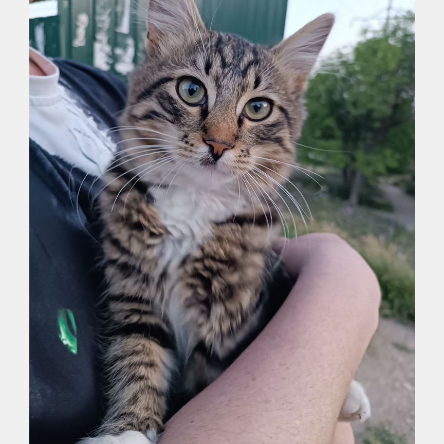 Красивый котенок-подросток