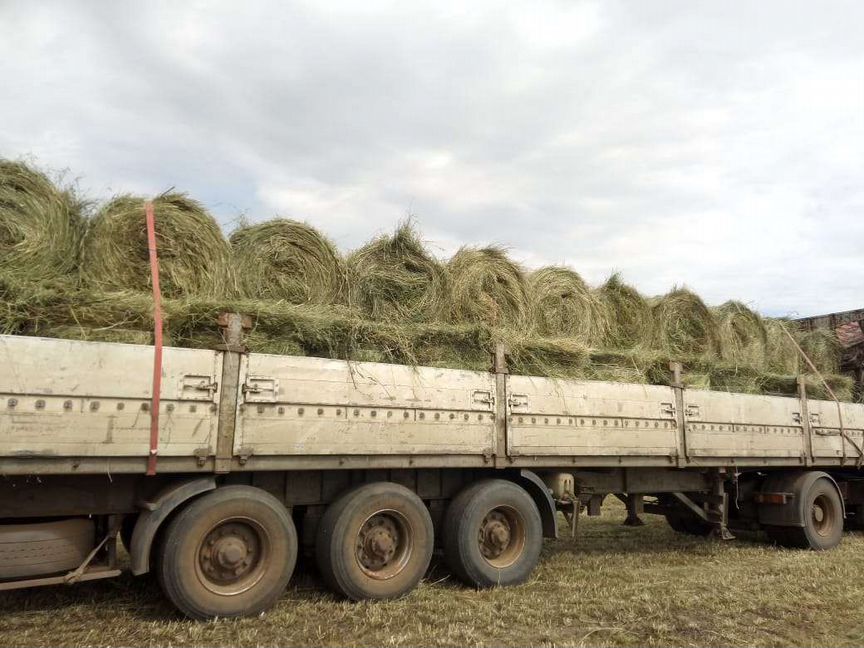 Сено в рулонах эспарцет
