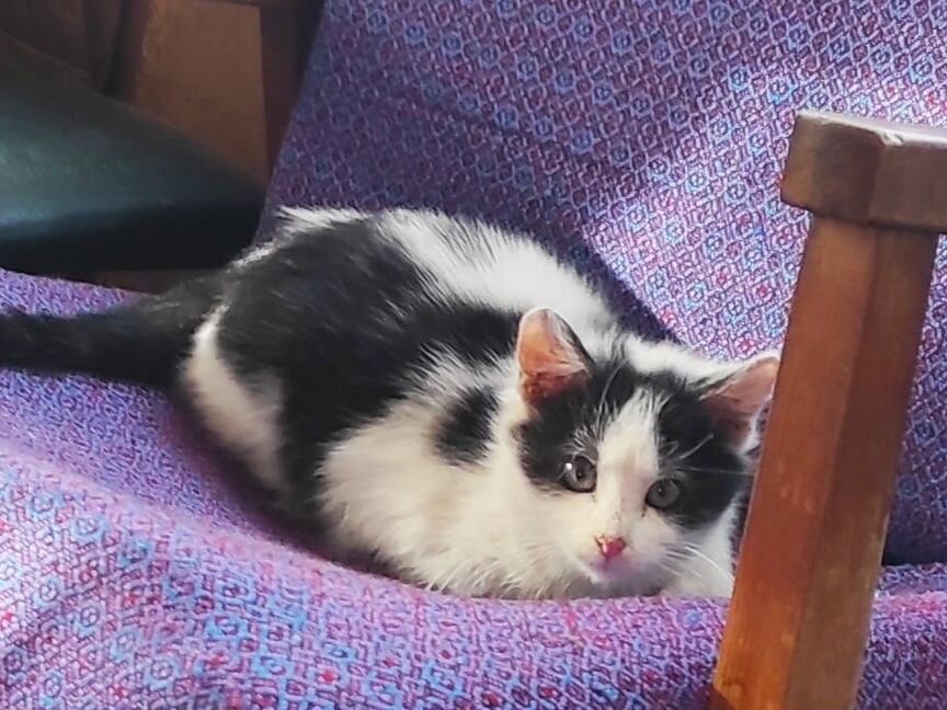 Чудесный ласковый котенок может остаться на улице