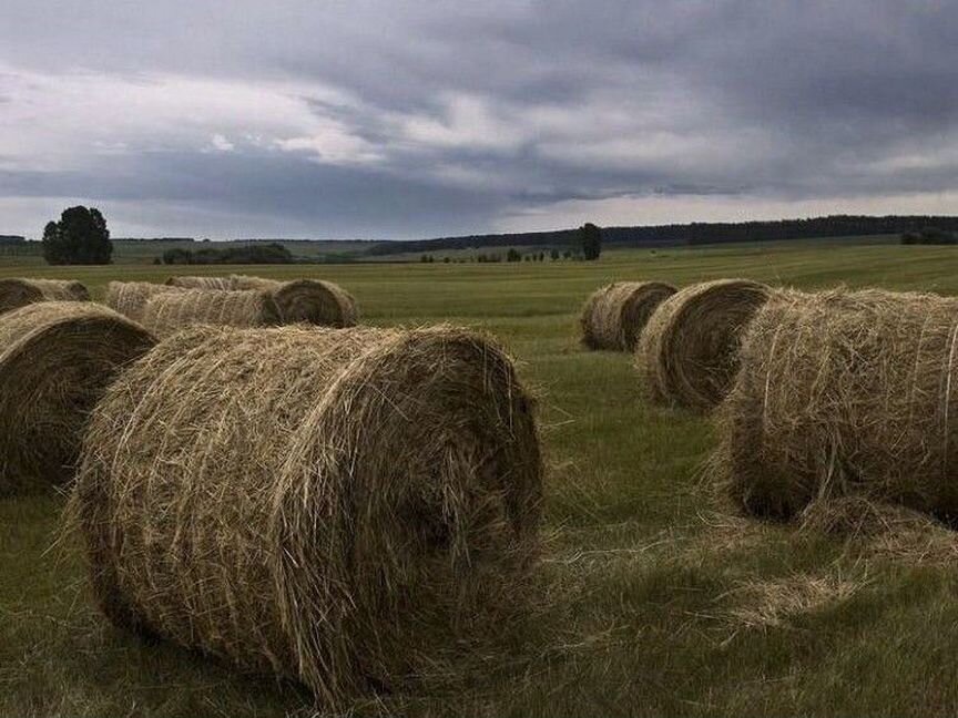 Сено в рулонах