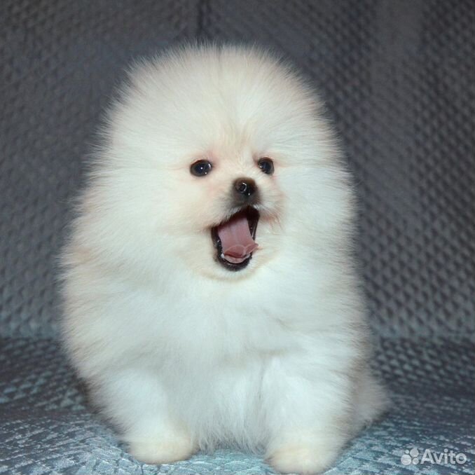 Шикарные девчульки-лапотульки