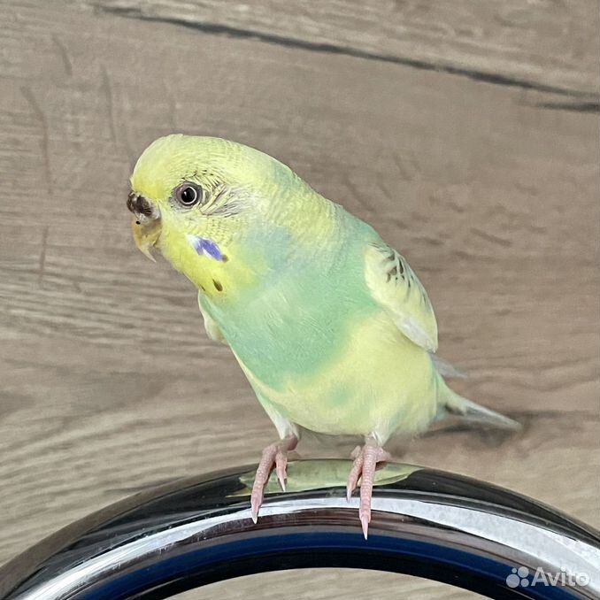 Нашли попугая