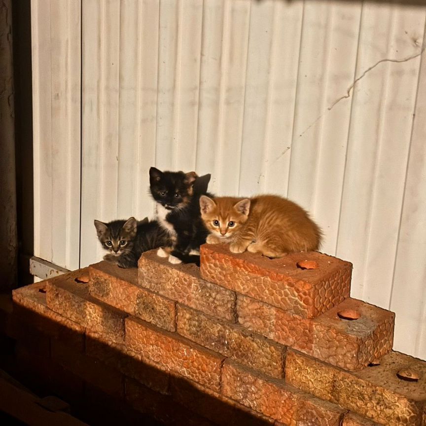 Отдам котят
