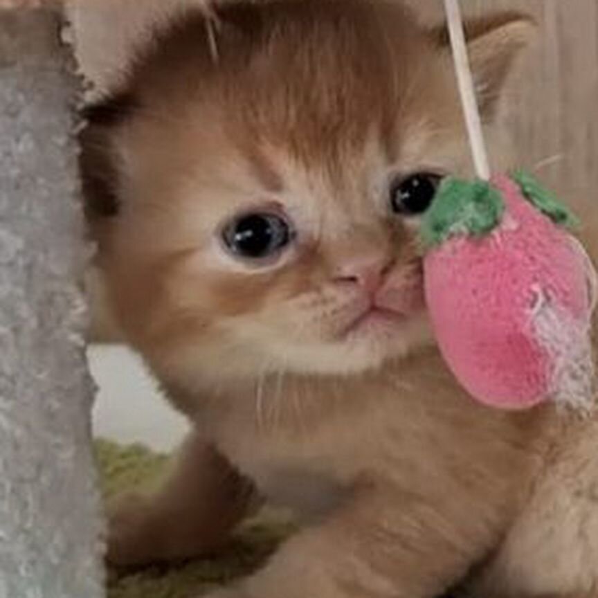 Британский короткошёрстный котёнок