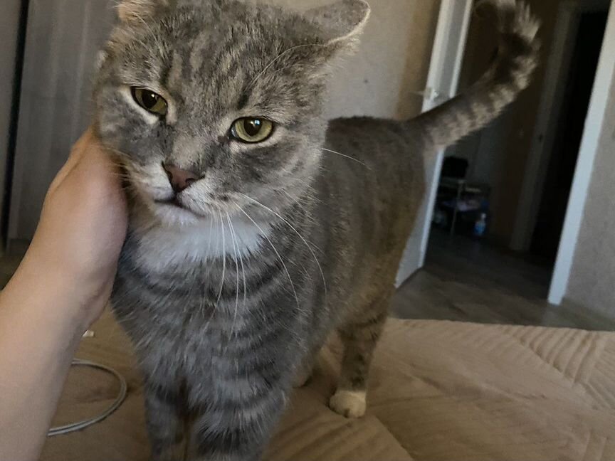 Котик мышелов