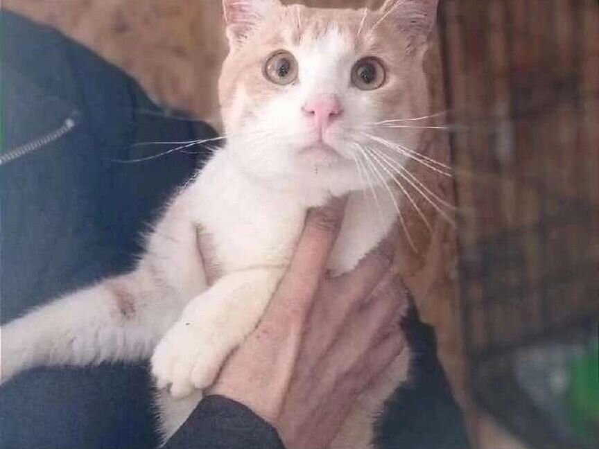Кот в добрые руки