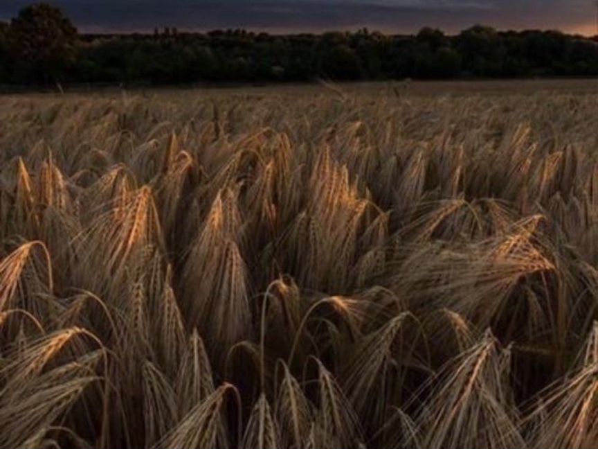 Ячмень,овёс