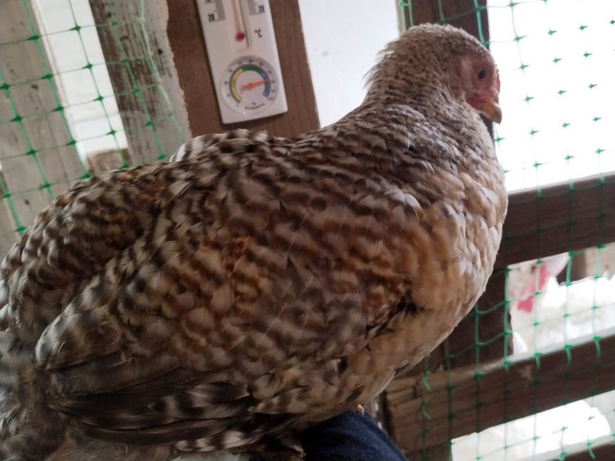 Петушки породы маран, билефельдер и голошейка