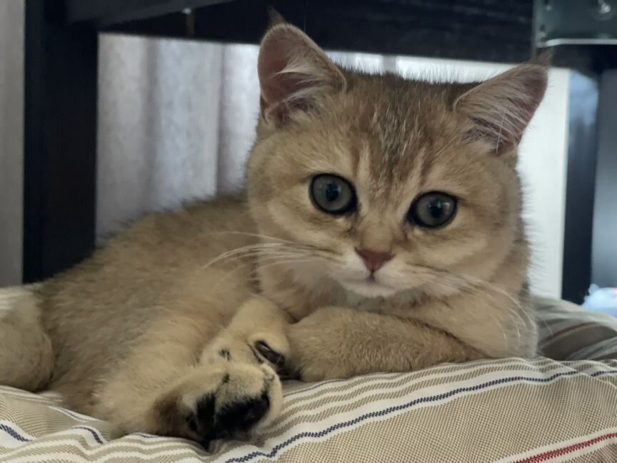 Кошка