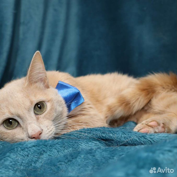 Котик Ричи, добрый и ласковый