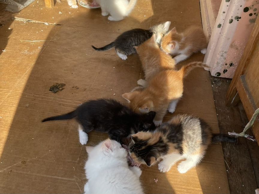 Котята в добрые руки