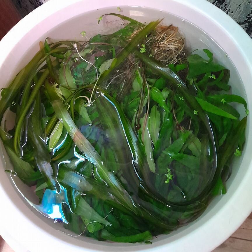 Аквариумная прополка