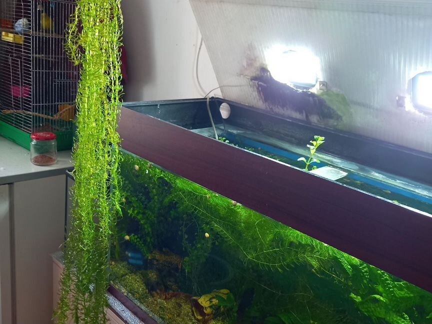 Аквариумные растения