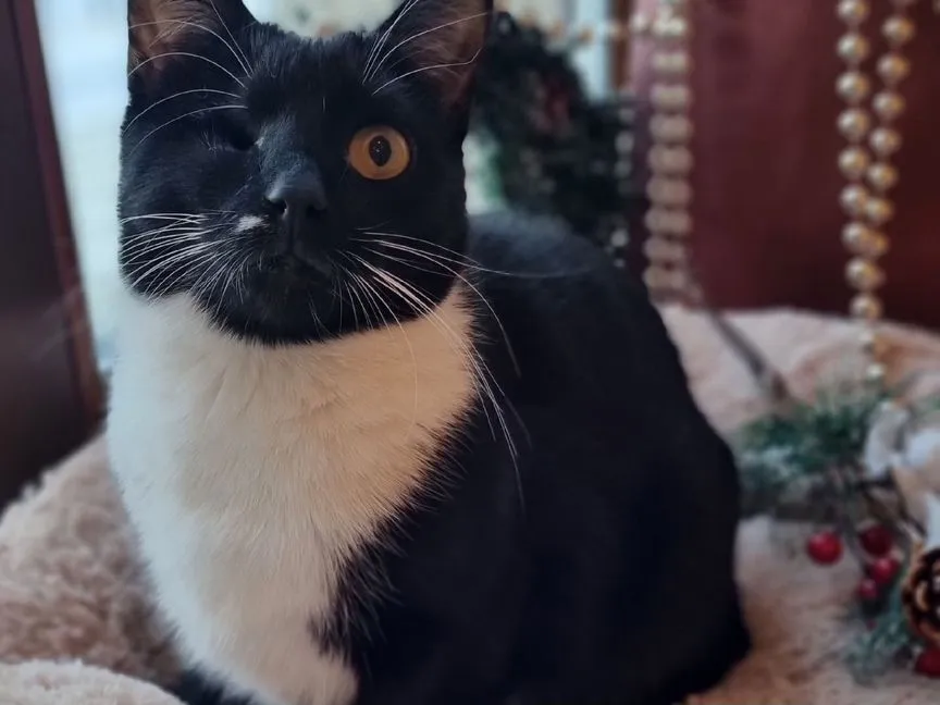 Кошка Кутузя