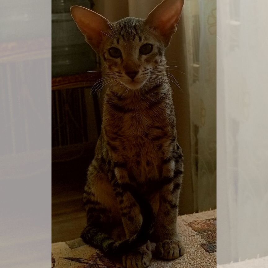 Ориентальный котёнок