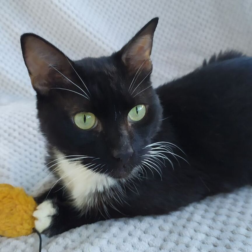 Кот ищет семью