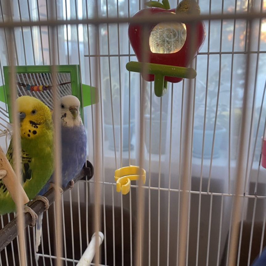 Волнистый попугай с клеткой