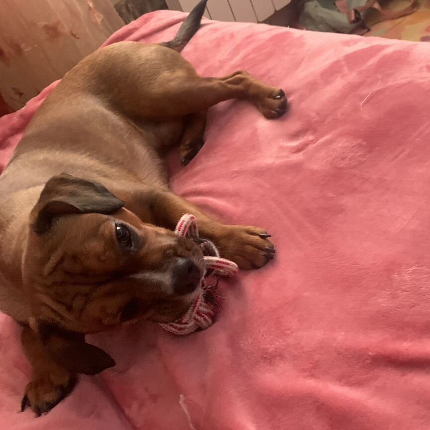 Французский бульдог, щенок