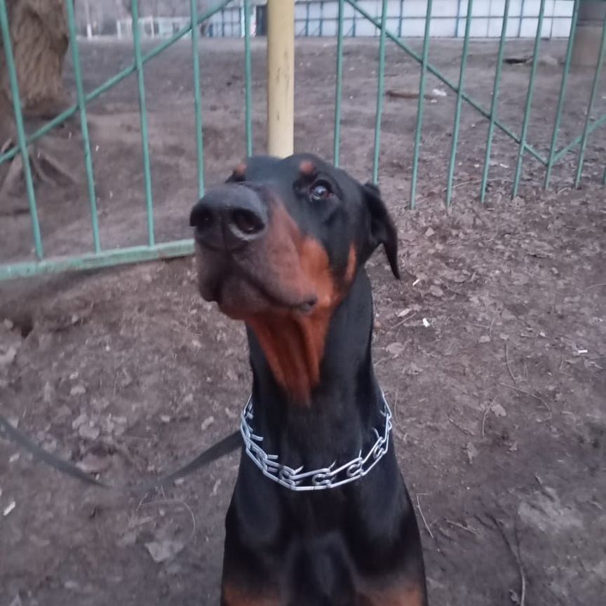Доберман Ханс ищет дом