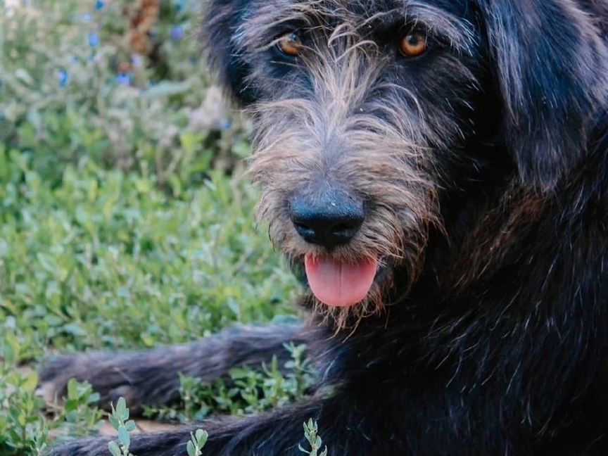 Челси нужен дом