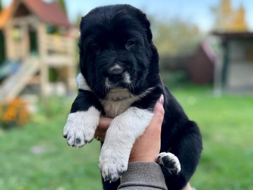 Среднеазиатская овчарка алабай щенки