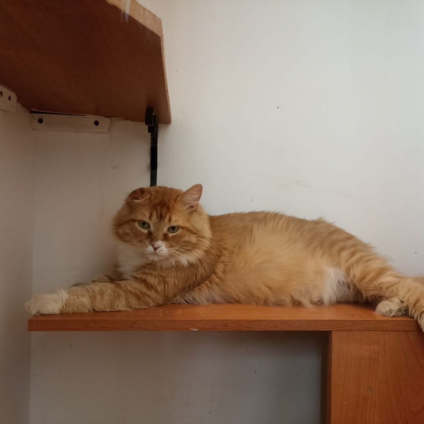 Котики бесплатно