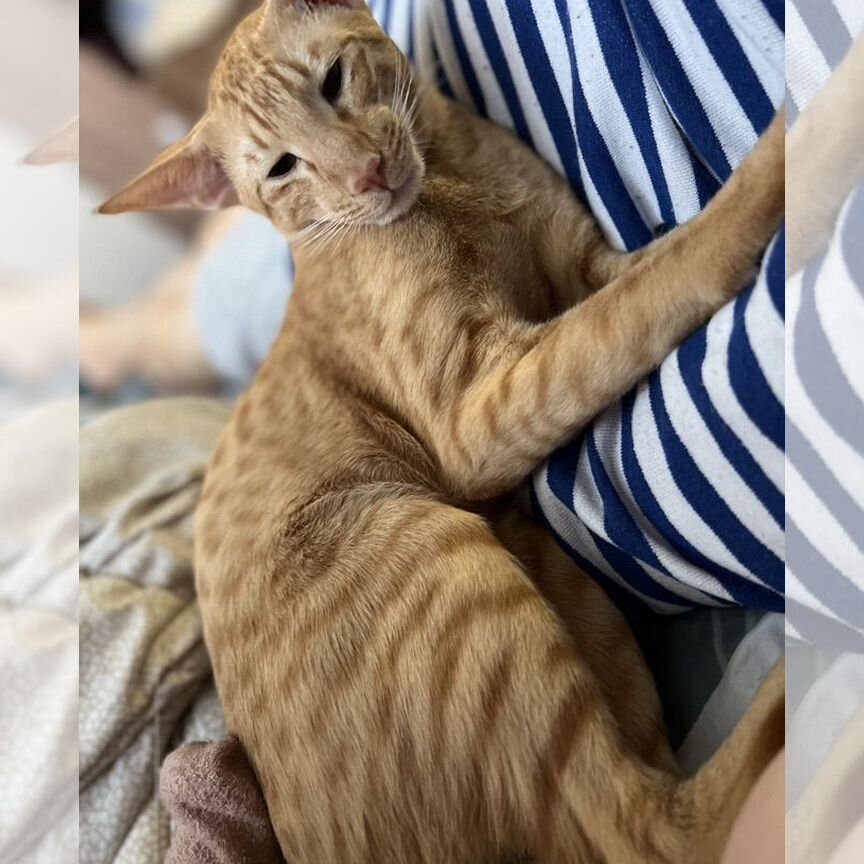 Ориентальный кот, вязка